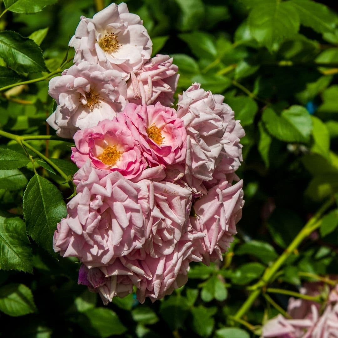 My Hybrid Tea Roses Aren't Growing, Even With Fertilizer!